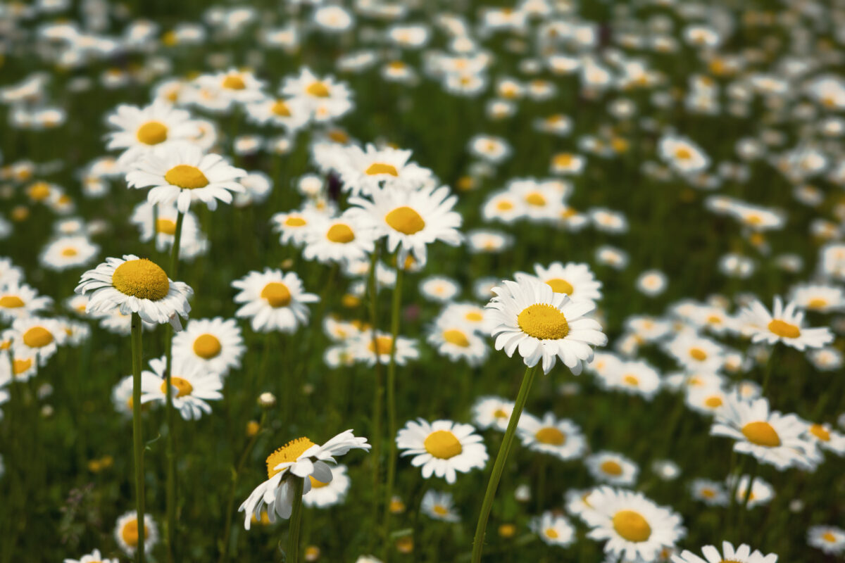 Why Taking Pictures Of Flowers Won't Help You To Learn Photography